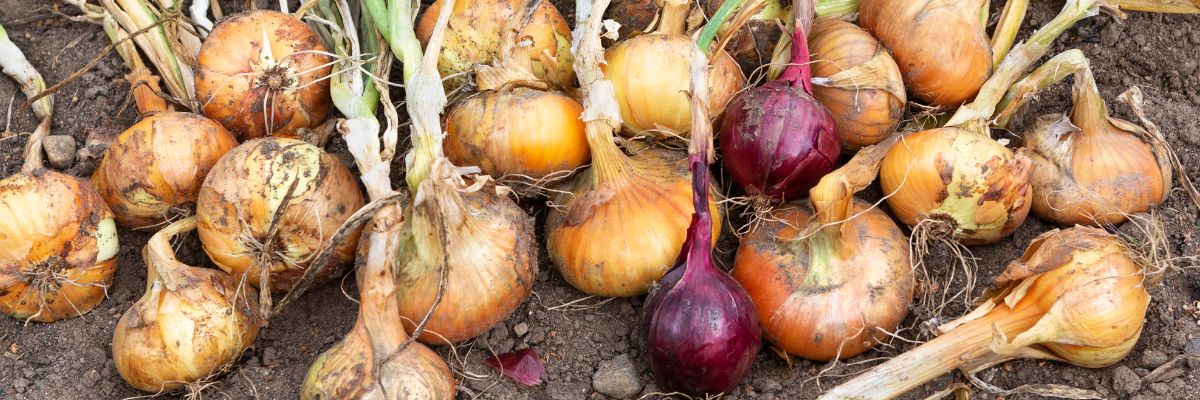 Mikor kell felszedni a hagymát? Hagyma betakarítási kisokos